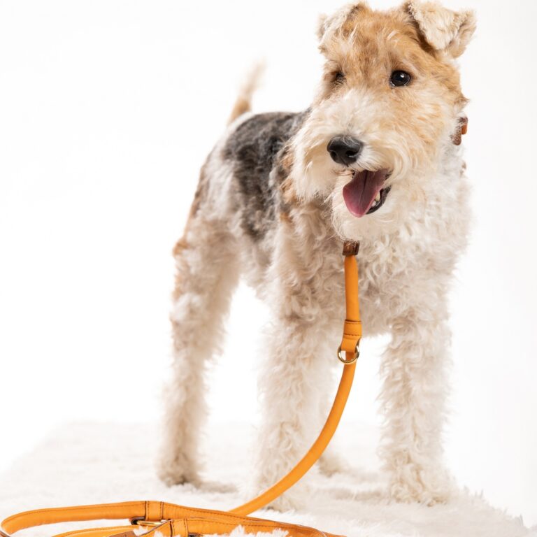 Les Chis | Small dog walking set